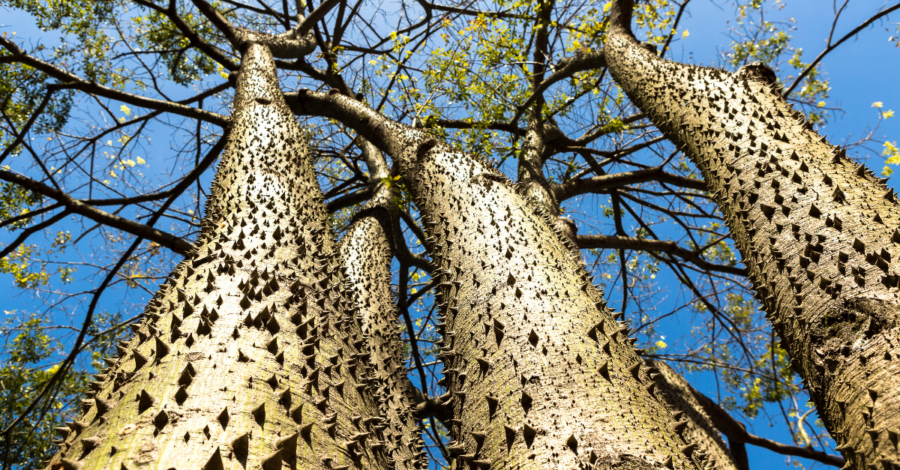 Tree Appreciation: Exploding Fruit Trees and Other Arboreal Creations ... Tree Appreciation: Exploding Fruit Trees and Other Arboreal Creations ...